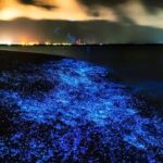 Phuket : Twilight Sea Canoe Tour with Glowing Plankton - The Value of the Tour