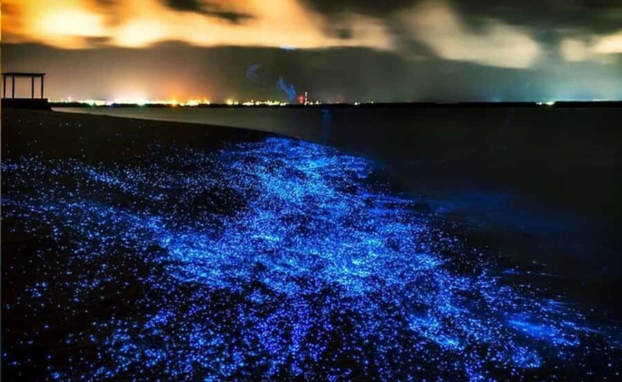 Phuket : Twilight Sea Canoe Tour with Glowing Plankton - The Value of the Tour