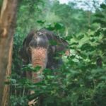 Phuket: Unique Dawn Ethical Elephant Sanctuary Experience - The Jungle Walk and Elephant Retrieval