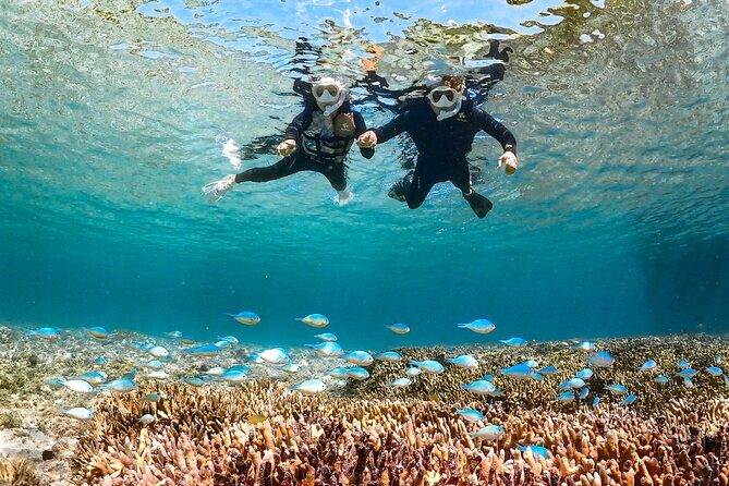 Pick-up OK1~70old99% Snorkelingsea turtles, fish and coral - Who Will Love This Tour?