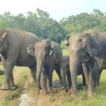 Pidurangala Rock Hike & Hurulu Eco Park Elephant Safari - Practical Details & Tips