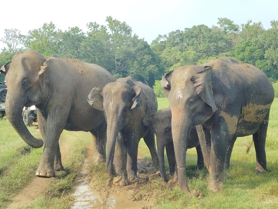 Pidurangala Rock Hike & Hurulu Eco Park Elephant Safari - Practical Details & Tips