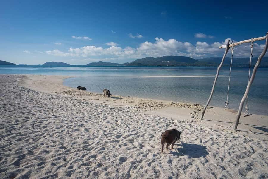 Pig Island(Koh Mudsum) and Koh Tan Half Day Snorkeling Tour - The Pros and Cons