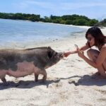 Pigs Island exclusive Semi VIP - Price, Value, and Practical Tips