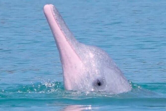 Pink Dolphin & Pig Island with Snorkeling Full Day Experience - Snorkeling at Koh Tan