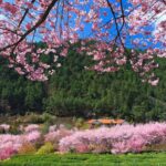 Pink Spring: Wuling Farm Cherry Blossom One-day Tour from Ximen - The Value of This Tour
