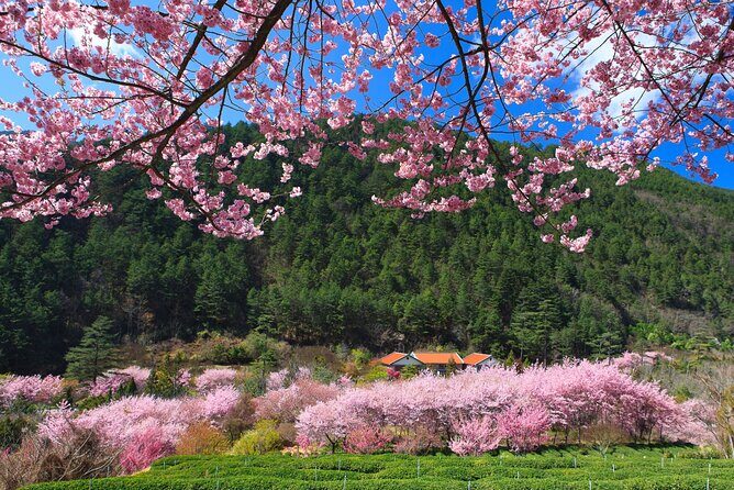 Pink Spring: Wuling Farm Cherry Blossom One-day Tour from Ximen - The Value of This Tour