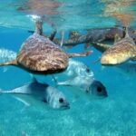 Pirates of the Caribbean Cruise- Snorkel, Sharks & Stingrays - What to Expect: The Details