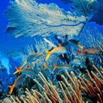 Platinum Catalina Island and Chavon River - Deep Dive: What the Experience Means for You