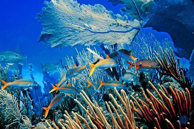 Platinum Catalina Island and Chavon River - Deep Dive: What the Experience Means for You