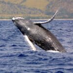 Platinum Whale Sightseeing and Cayo Levantado Island Tour - Who This Tour Is Perfect For