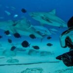 Playa del Carmen: Bull Sharks Encounter & Reef - 2 Dives - Who This Tour Suits Best