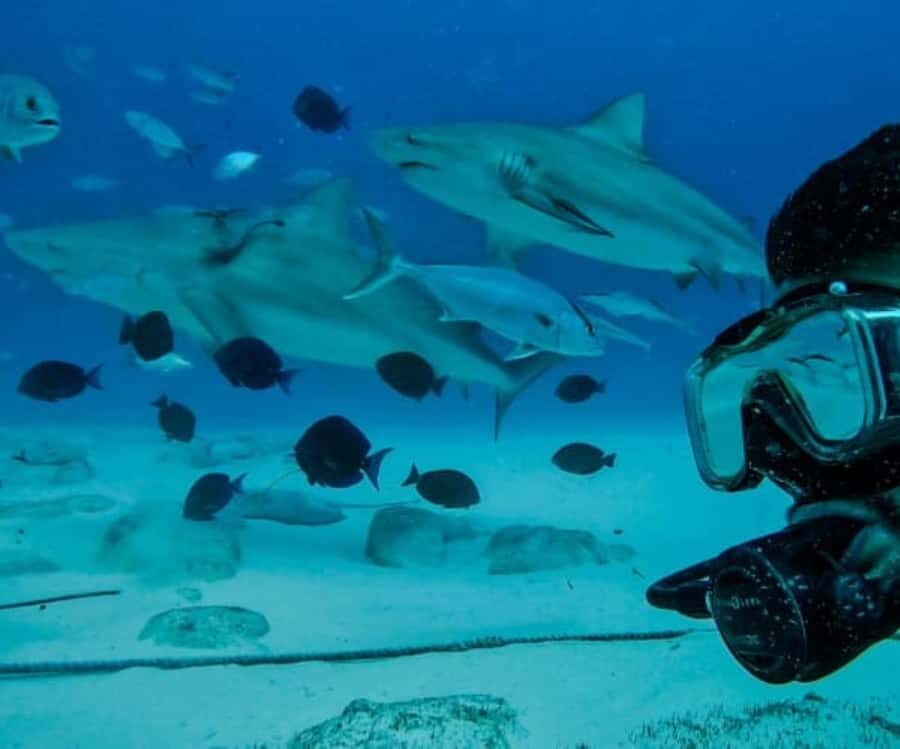 Playa del Carmen: Bull Sharks Encounter & Reef - 2 Dives - Who This Tour Suits Best