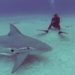 Playa del Carmen: Insane Bull Shark Dive Adventure nov-feb - Itinerary Breakdown