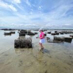 Plymouth: Oyster Farm Boat Tour with Tasting - What is the Oyster Farm Boat Tour?
