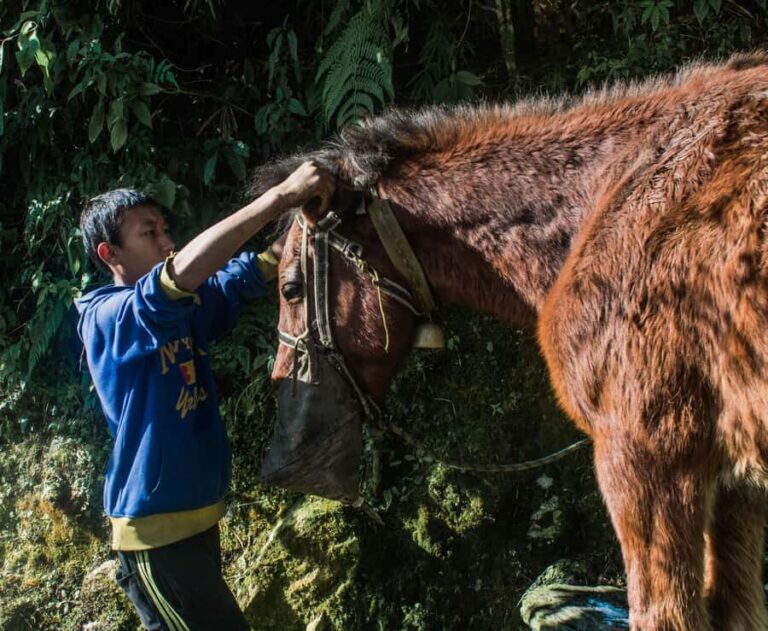 Pokhara: Poon Hill Culture Trek & Village Homestays (4-Day) - Practical Details and What It Means for You