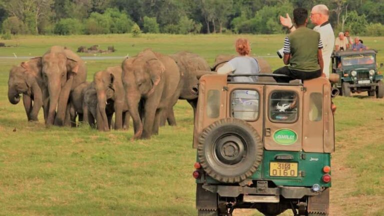 Polonnaruwa Cycling: Paddy-Field Lunch with Eco Park Safari - Who Will Love This Tour?
