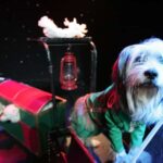 Popovich Comedy Pet Theater in Las Vegas - The Venue and Logistical Details