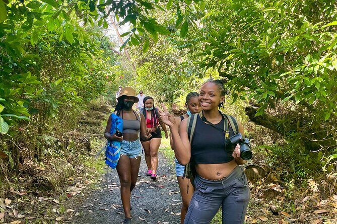 Pork Highway and Rainforest Excursion with transport - What the Reviews Say