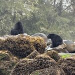 Port Hardy: Keogh River Bear/Wildlife Kayak Tour - Final Thoughts: Is It Worth It?