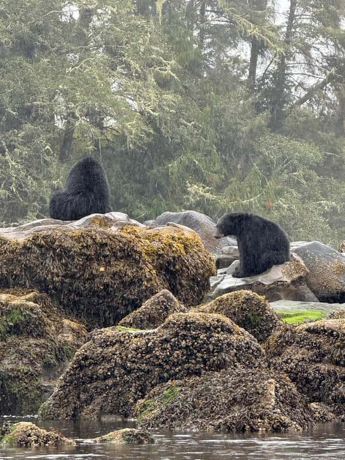 Port Hardy: Keogh River Bear/Wildlife Kayak Tour - Final Thoughts: Is It Worth It?