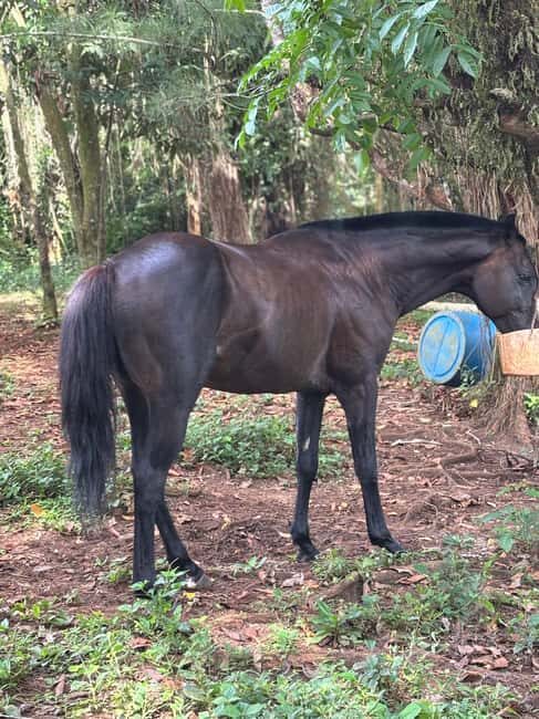 Portland, Jamaica: Horseback Riding Tour - The Itinerary in Detail