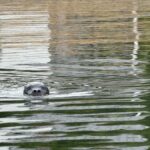 Poulsbo: Liberty Bay Guided Kayak Tour with Wildlife - Who Should Consider This Experience?