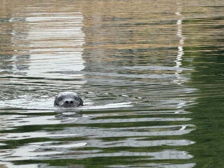 Poulsbo: Liberty Bay Guided Kayak Tour with Wildlife - Who Should Consider This Experience?
