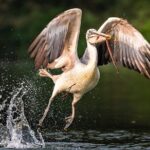 Prek Toal Birds Sanctuary and floating Village Private Day Tour - Authentic Reviews and Perspectives