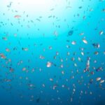 Premier Dive Spots Experience in Kushimoto - FAQ
