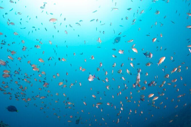 Premier Dive Spots Experience in Kushimoto - FAQ