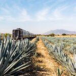 Premium Plus Sunrise - Guided Tour of La Rojena: Latin America’s Oldest Distillery