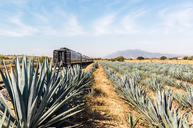 Premium Plus Sunrise - Guided Tour of La Rojena: Latin America’s Oldest Distillery