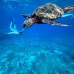 Premium Private Maui Snorkel Adventure with Turtles + Picnic - Key Points