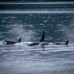 Prince William Sound 26 Glacier Cruise, Self-Drive - Why This Tour Offers Good Value