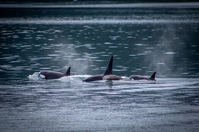 Prince William Sound 26 Glacier Cruise, Self-Drive - Why This Tour Offers Good Value