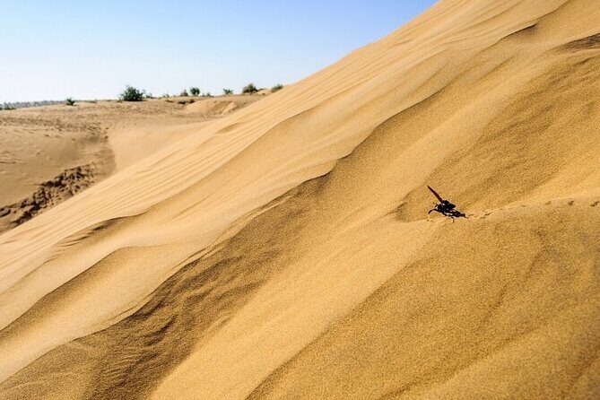 Private 2 Day Tour of Jaisalmer with Camel Safari - Key Points