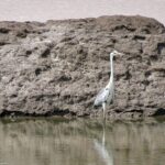 Private 3 Day Adventure through Dholavira and White Desert Rann - A detailed look at this 3-day journey