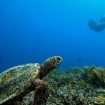 Private 3 Gili Islands Snorkeling Tour from Kuta Lombok - Final Thoughts: Is It Worth It?