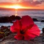 Private Airport Transfer to Waikoloa Resorts Private Residence - Meeting Points and Operating Hours