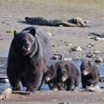 Private Alaska Native Wildlife & Scenic Experience.. - The Itinerary: What to Expect at Each Stop