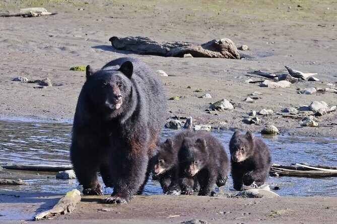 Private Alaska Native Wildlife & Scenic Experience.. - The Itinerary: What to Expect at Each Stop