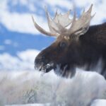 Private All-Day Winter Tour of Grand Teton National Park - Who Will Love This Tour?