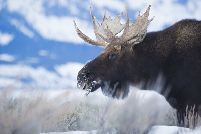 Private All-Day Winter Tour of Grand Teton National Park - Who Will Love This Tour?