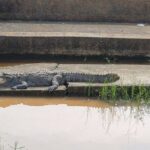 Private All-Inclusive Yala National Park Safari Bentota or Galle - The Experience: Pros and Cons