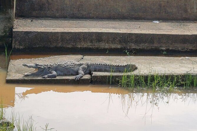 Private All-Inclusive Yala National Park Safari Bentota or Galle - The Experience: Pros and Cons