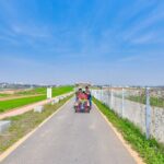 [Private] Anseong Farmland Flower Festival & Golden Buddha Temple - Why This Tour Is Worth Considering