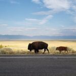 Private Antelope Island State Park Tour - Final Thoughts
