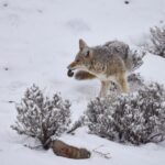 Private, Bespoke Yellowstone Winter Wildlife Photo Safaris - Who is this for?