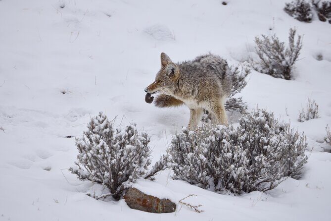 Private, Bespoke Yellowstone Winter Wildlife Photo Safaris - Who is this for?